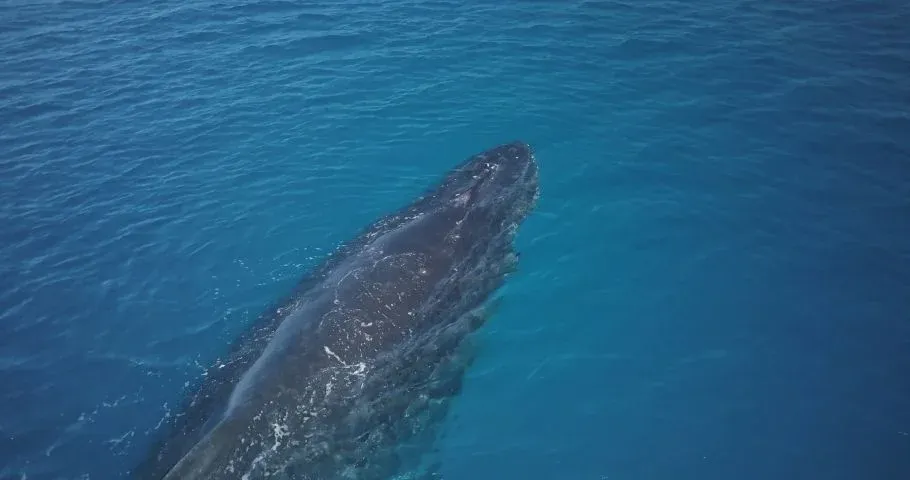 "Whale" (고래): A novel from the perspective of magical realism about the ...